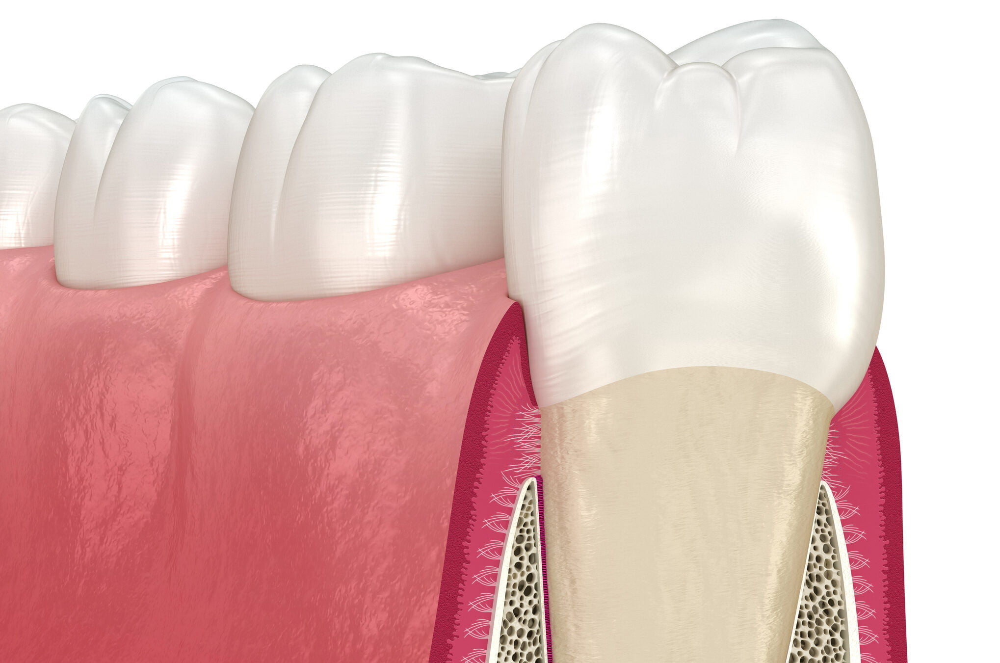 The Essential Role of Gum Tissue in Oral Health