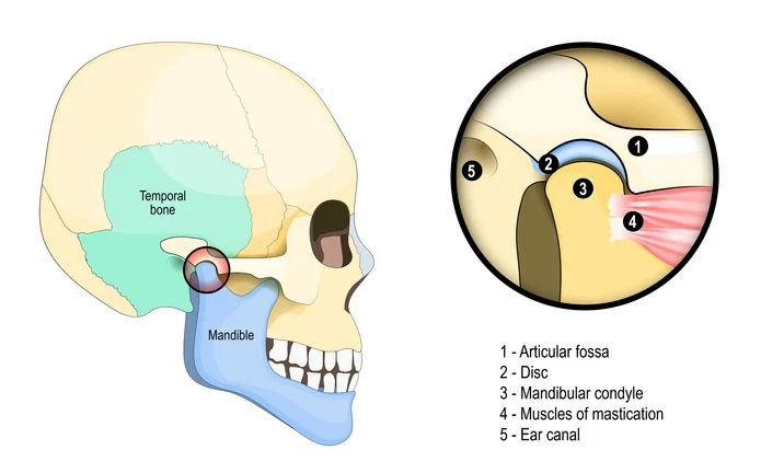 Temporomandibular Joint TMJ Physiology And Disorders Temporomandibular Joint TMJ Physiology And Disorders